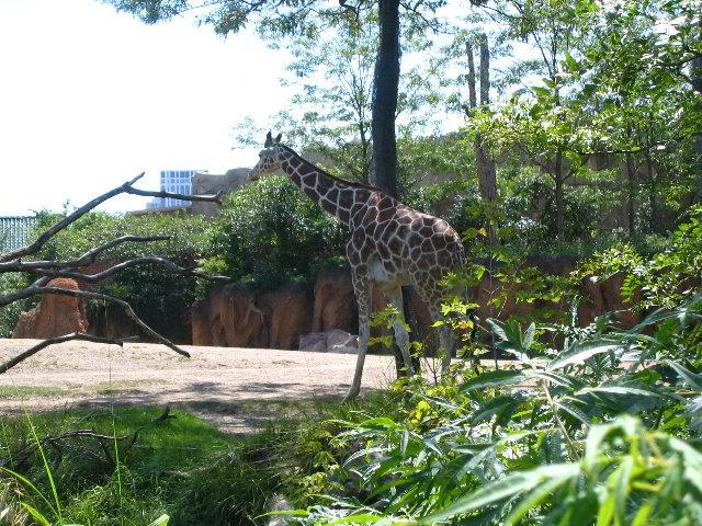 Lincoln-Park-Zoo-Chicago-065